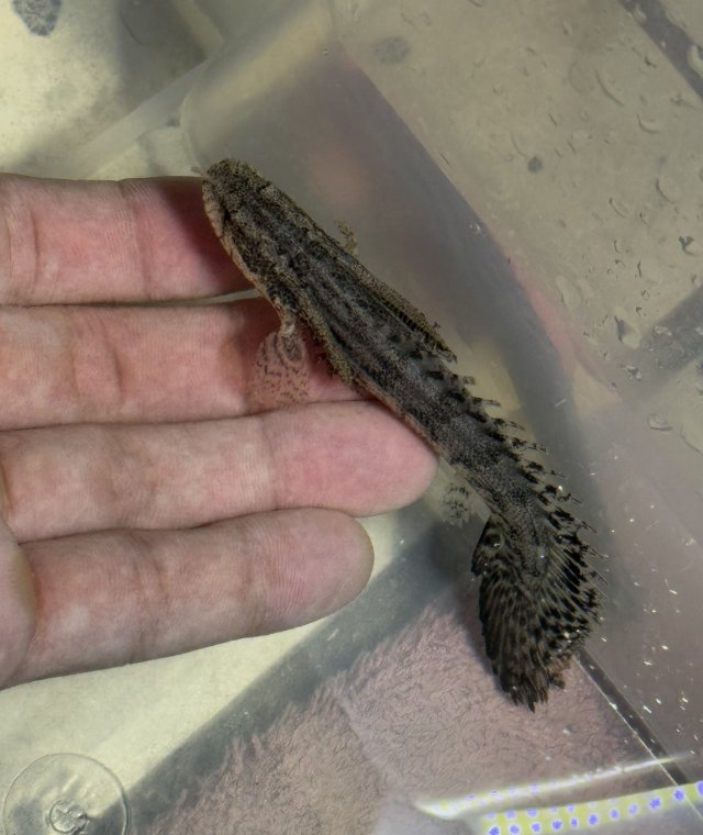 Polypterus hybrid Lap X Endli | Page 2 | MonsterFishKeepers.com