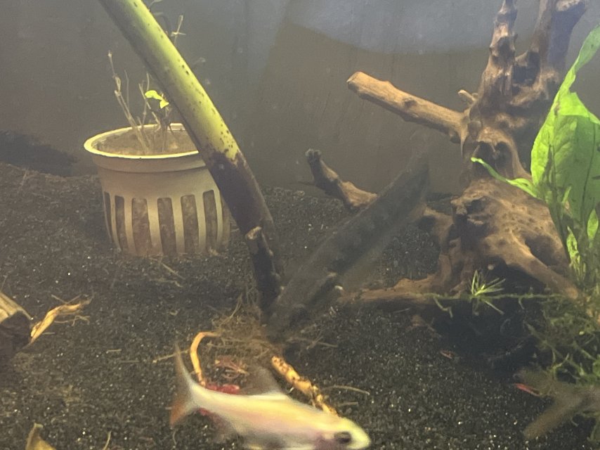 Pike cichlid identification? | MonsterFishKeepers.com