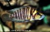 hap. compressiceps | MonsterFishKeepers.com