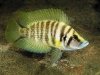 hap. compressiceps | MonsterFishKeepers.com