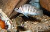 hap. compressiceps | MonsterFishKeepers.com