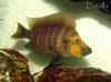 hap. compressiceps | MonsterFishKeepers.com