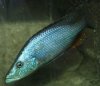 hap. compressiceps | MonsterFishKeepers.com