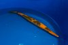 Xantic Morph Gar (Golden Gar) for sale | MonsterFishKeepers.com