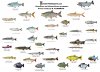 Poster of predatory "Characin " | MonsterFishKeepers.com