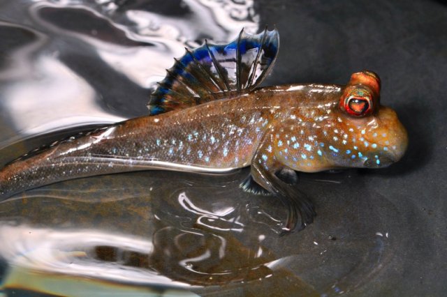 A little rare fish | MonsterFishKeepers.com