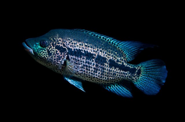 PARACHROMIS DOVII | MonsterFishKeepers.com