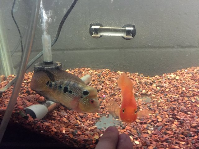 Red Parrot Fish Breeding