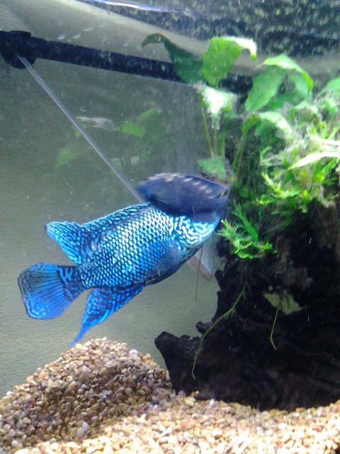 EBJD Pair | MonsterFishKeepers.com