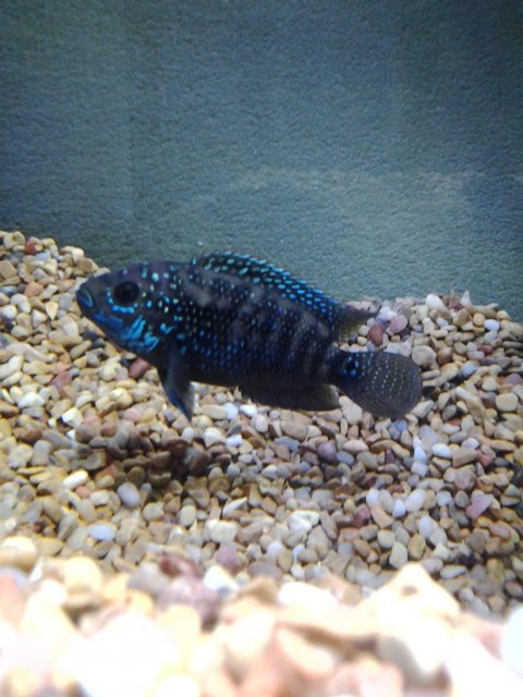 EBJD Pair | MonsterFishKeepers.com