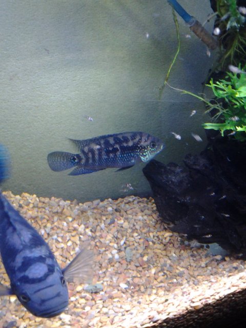 EBJD Pair | MonsterFishKeepers.com