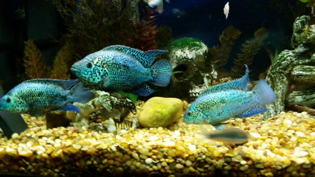 EBJD Pair | MonsterFishKeepers.com