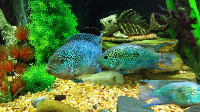 EBJD Pair | MonsterFishKeepers.com