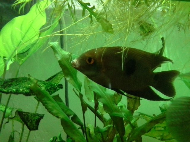 Help! Duck Lips! | MonsterFishKeepers.com