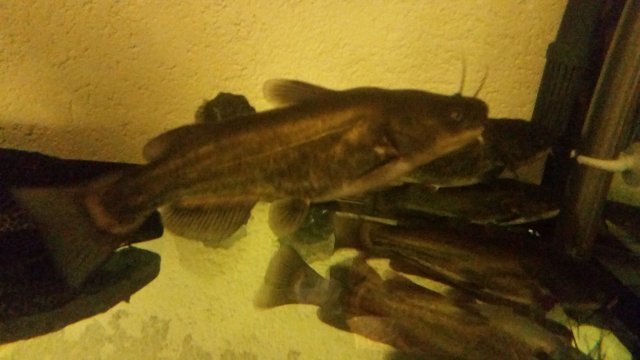 Let's See Some Jet Black Fish | MonsterFishKeepers.com