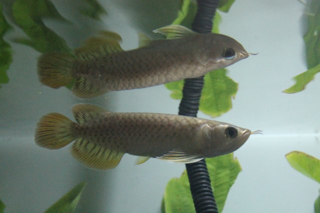 Baby Banjar Red Arowana
