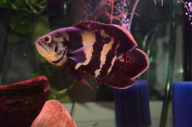 Astronotus Crassipinnis? | MonsterFishKeepers.com