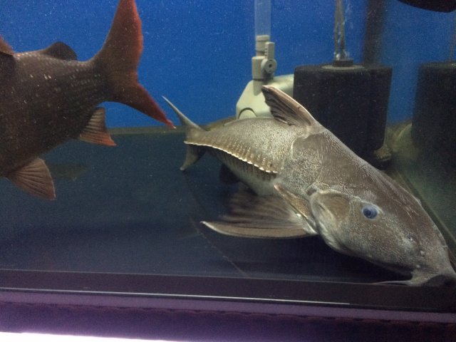 For Sale - Monster Niger Catfish (Ripsaw Catfish) | MonsterFishKeepers.com
