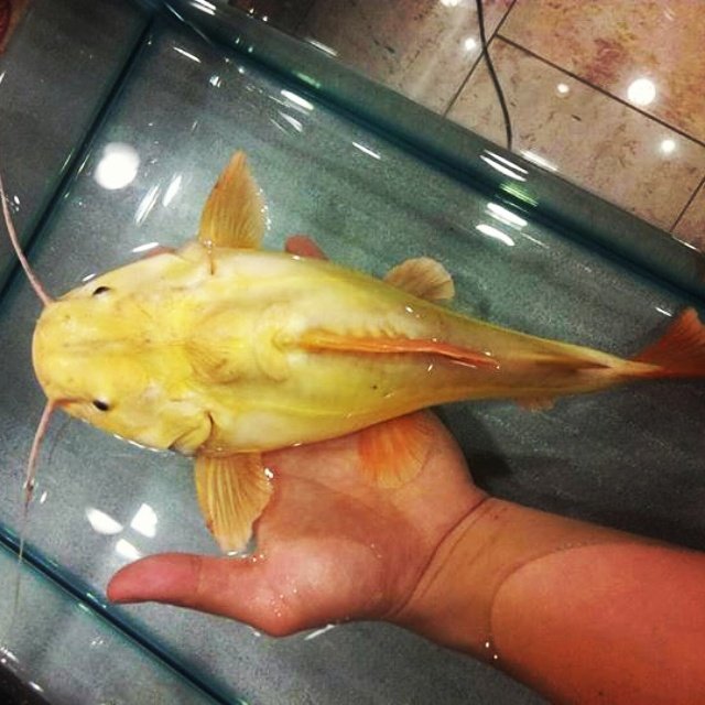 Albino Red Tail Catfish