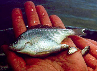 Tule perch (Hysterocarpus traskii) | MonsterFishKeepers.com