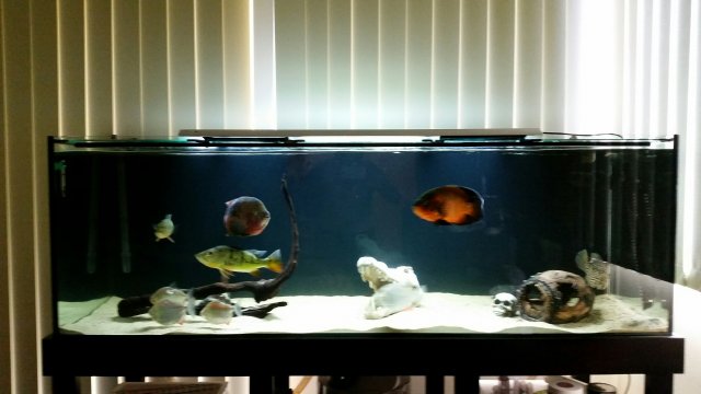 My 6ft American Cichlid tank | MonsterFishKeepers.com
