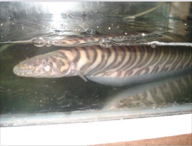 Tiger Knife Fish