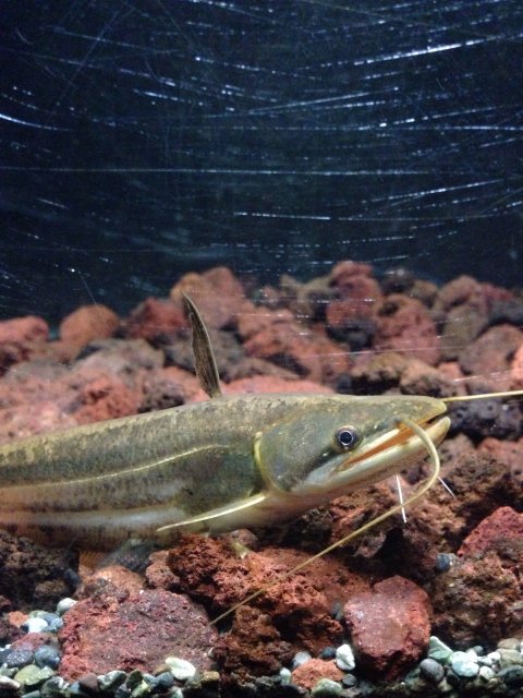 Wallago Attu Aquarium