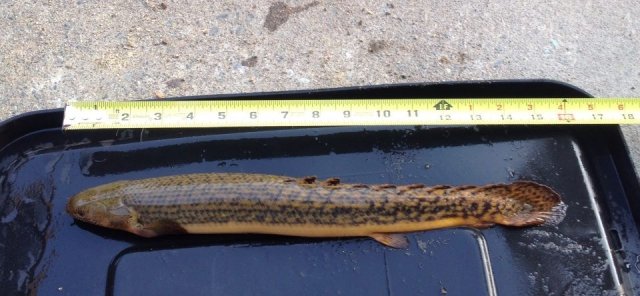 dead bichir. how to perserve? | MonsterFishKeepers.com