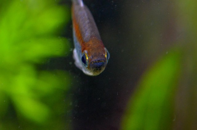 Congo Tetra Teeth | MonsterFishKeepers.com