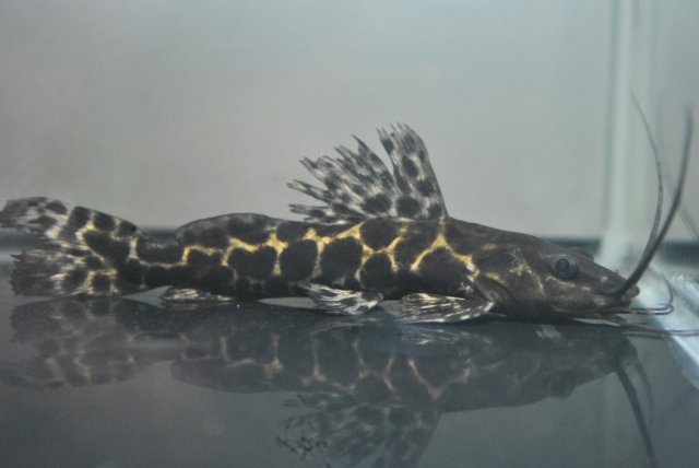 Id please. | MonsterFishKeepers.com