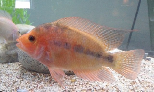 Midas Cichlid Juvenile