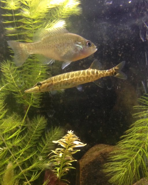Redfin Pickerel Aquarium