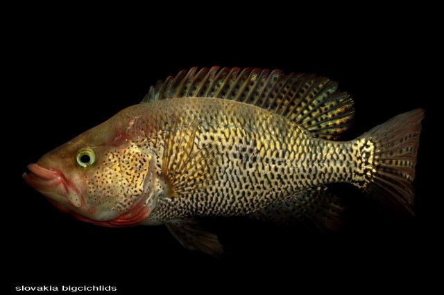 Petenia splendida | MonsterFishKeepers.com