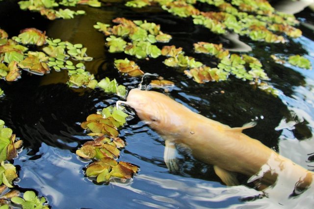 Rising Golden Channel Catfish | MonsterFishKeepers.com