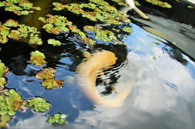 Rising Golden Channel Catfish | MonsterFishKeepers.com