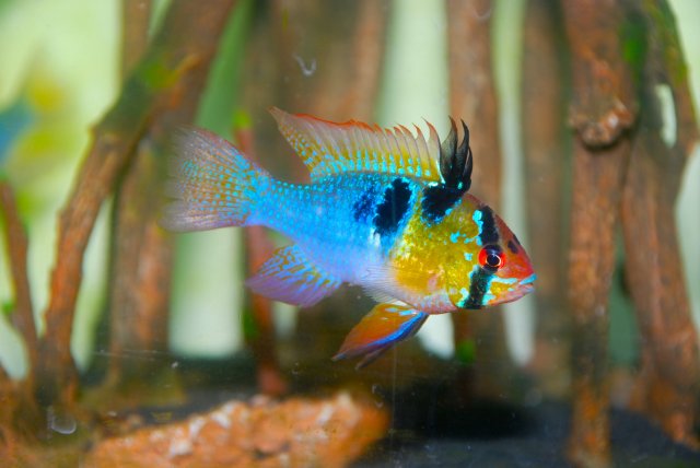 Introducing My HOLLAND BLUE RAMS!! | MonsterFishKeepers.com