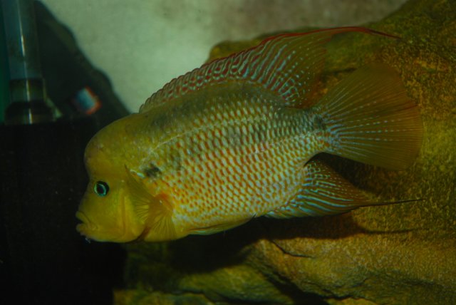 Istlanum Cichlid