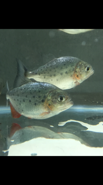 Pacu Fish Vs Piranha