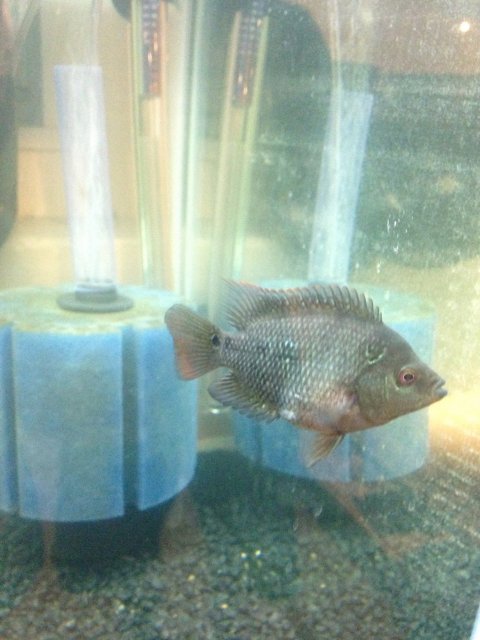 Trimac Cichlid | MonsterFishKeepers.com