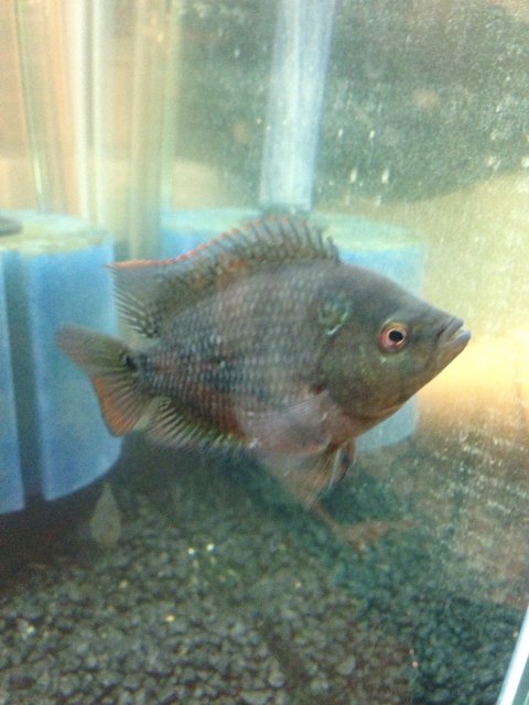 Trimac Cichlid | MonsterFishKeepers.com