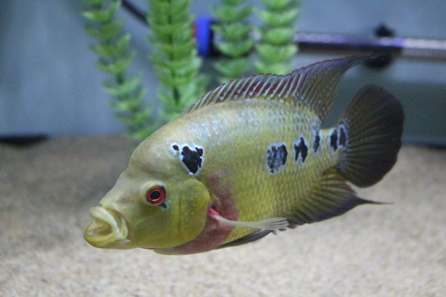 Trimac Cichlid | MonsterFishKeepers.com