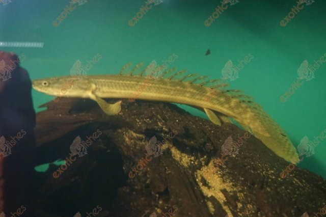 Polypterus endlicheri congicus?? | MonsterFishKeepers.com