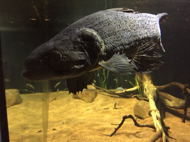 22" hoplias Aimara and self bred H.Malabaricus | MonsterFishKeepers.com