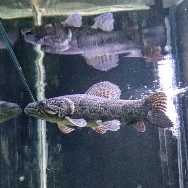 Aimara wolf fish | MonsterFishKeepers.com