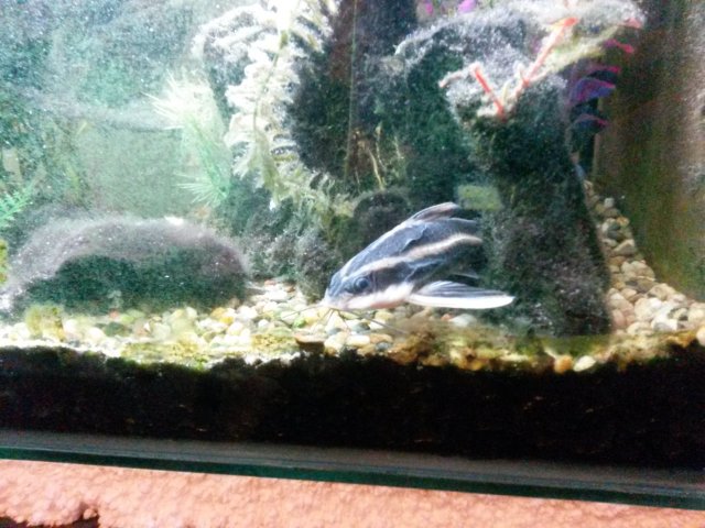 Chocolate Talking Catfish