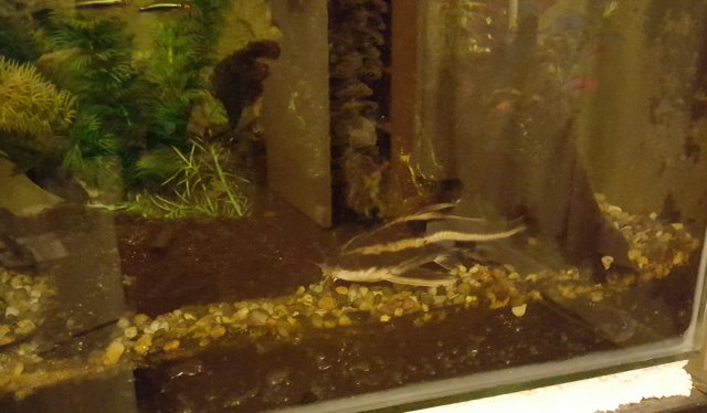 Chocolate Talking Catfish