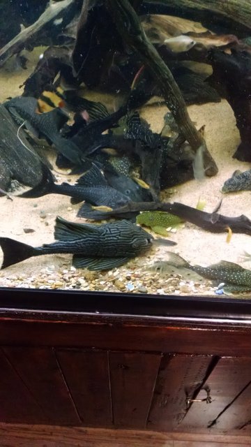 Pleco tank | MonsterFishKeepers.com