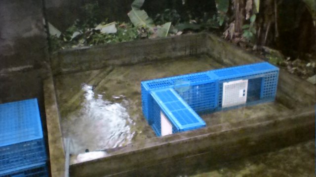 alligator gar tank size | MonsterFishKeepers.com