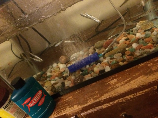 Red Spots on Fish? | MonsterFishKeepers.com