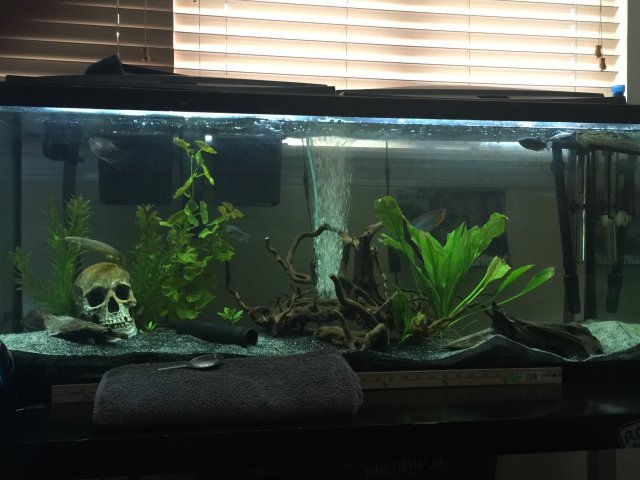 Fire Eel Tank